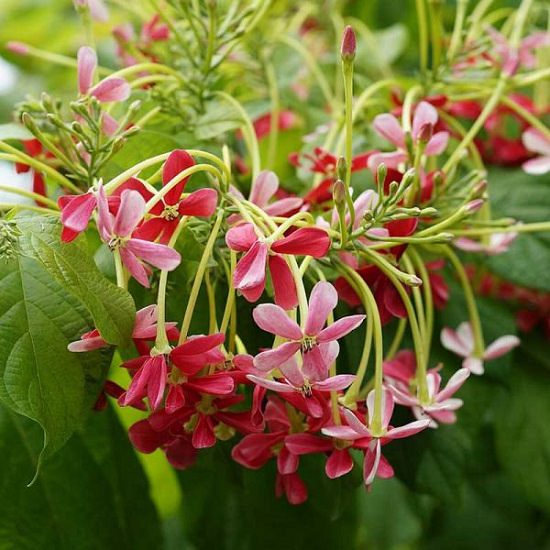 Fastest Growing Creeper Plant In India Best Creeper Plants In India