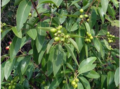 4 Types of Chandan Trees in India | Sandalwood Varieties – India Gardening